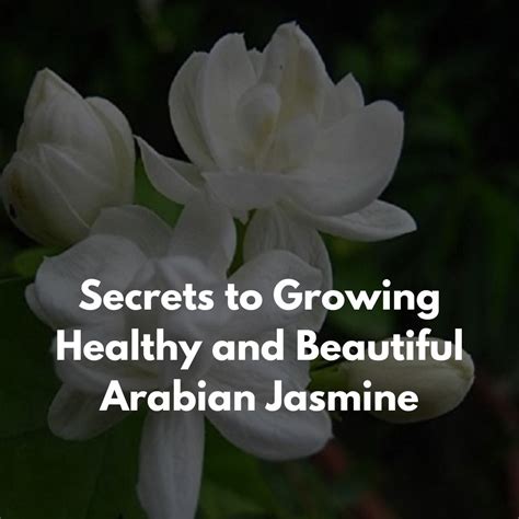 Comprehensive Guide To Growing And Caring For Arabian Jasmine