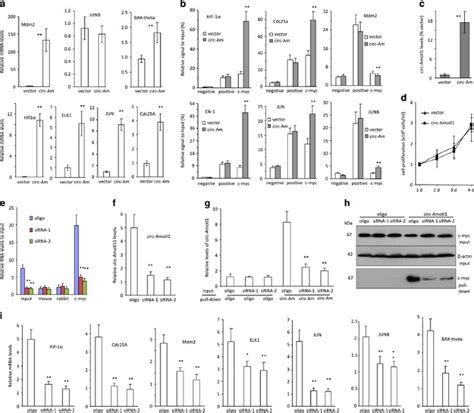 A Circular Rna Promotes Tumorigenesis By Inducing C Myc Nuclear