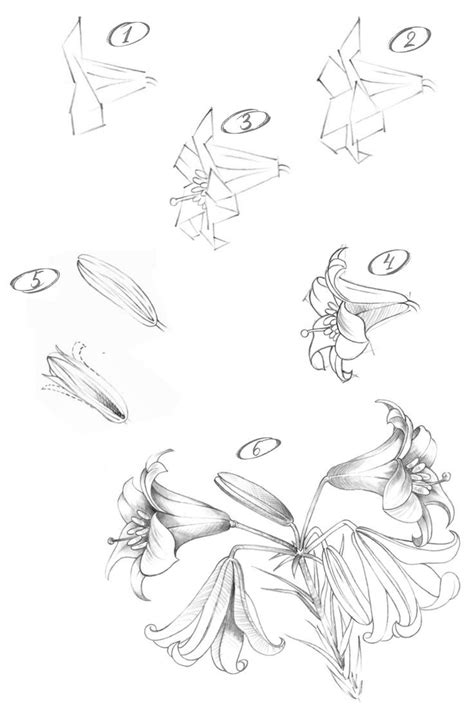 How To Draw Lily Step By Step Drawing Tutorial Lilies Drawing Drawing Tutorial Hope Painting