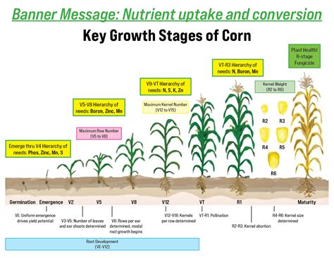 Formula For High Yield Corn Farmers Cooperative Society