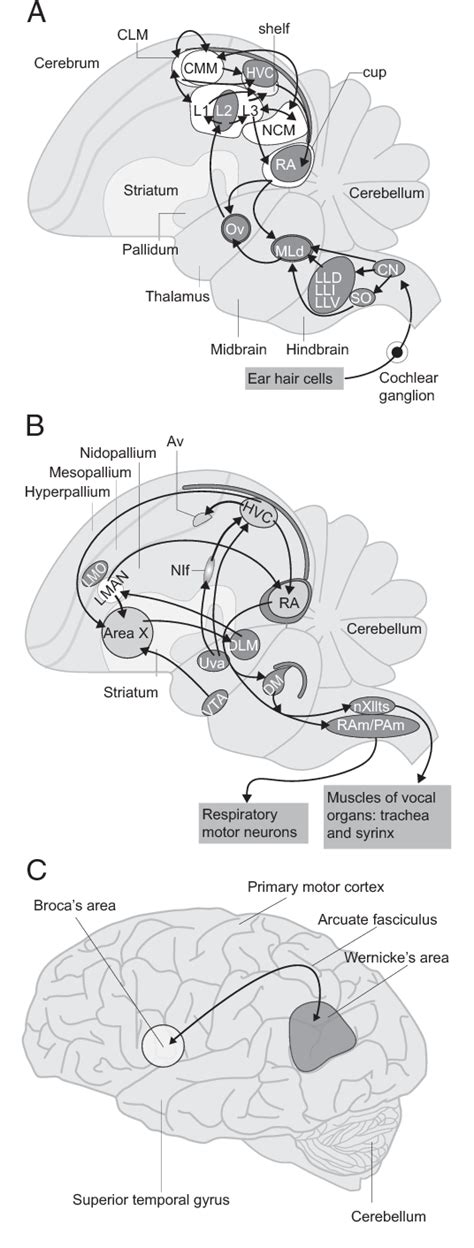 Figure 1 From Human Like Brain Hemispheric Dominance In Birdsong