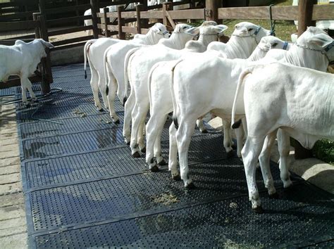 Quais São Os Principais Revestimentos De Pisos Para O Gado Borrachas