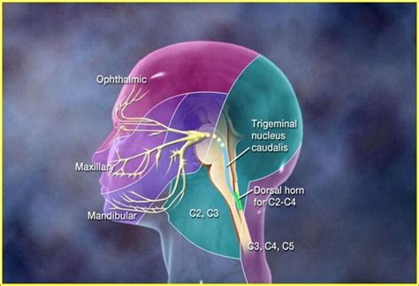 Trigeminal Neuralgia Measures And Outlook Earth S Lab