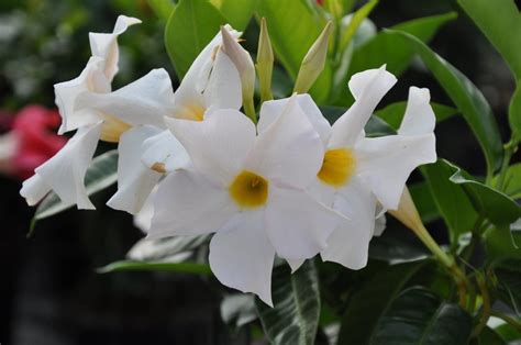 Plantas Trepadoras Con Flores Olorosas Guía Definitiva Varietales Y