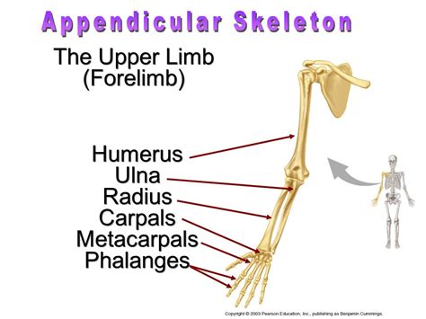 Appendicular Skeleton Definition Function Anatomy Video 46 Off
