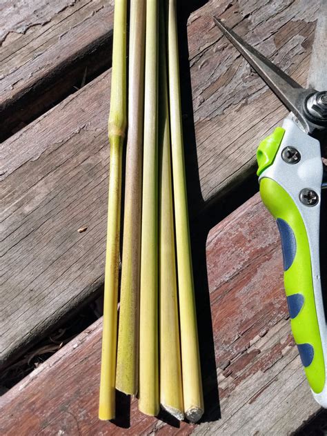 Lemongrass Local Seeds