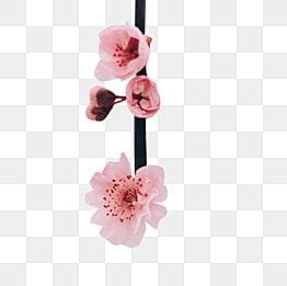 매화꽃 PNG 일러스트 PSD 및 클립 아트에 대한 무료 다운로드 Pngtree