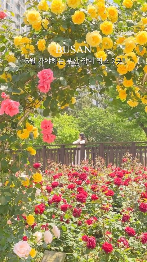 리네 Lynnie 여행•카페•공간 동화 속 주인공 될 수 있는 카페💛 목향장미와 인생샷 남겼습니다 장미도 장미인데 옆 초록초록한 오두막이 빈티지하니 너무 예쁘고