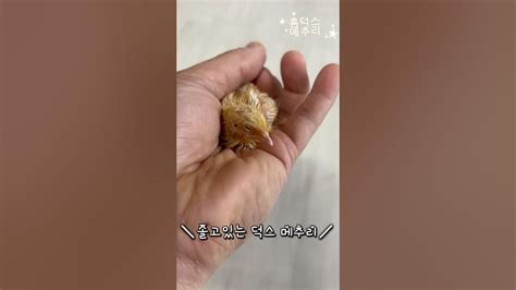 [홈덕스 메추리] 메추리농장 덕스 알비노 덕스 메추리 5 6 일령 손바닥 위에서 꾸벅 꾸벅 Youtube