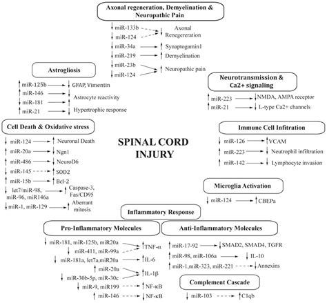 Spinal Cord Injury Levels And Function Chart Ponasa
