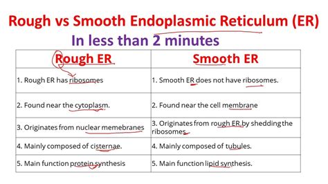 Rough Endoplasmic Reticulum Function