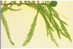 Trees Flashcards Quizlet