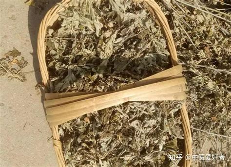 用艾草煮水竟然还有这些神奇功效 知乎