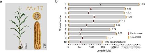 Nature Genetics 中国农业大学赖锦盛教授团队发表全基因组所有染色体端粒到端粒完整无间隙玉米基因组组装 知乎