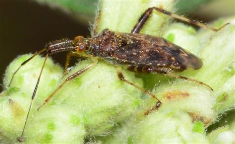 Brown Bug Neurocolpus Bugguide Net