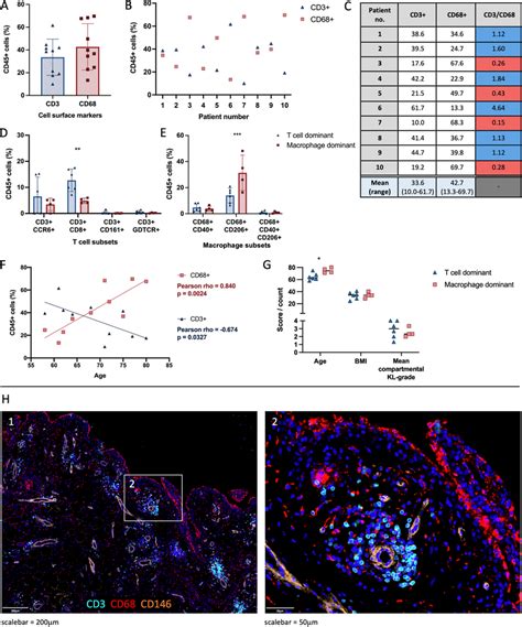 The Relative Frequency And Localisation Of Macrophages Cd68 And Download Scientific The Relative Frequency And Localisation Of Macrophages Cd68 And Download Scientific