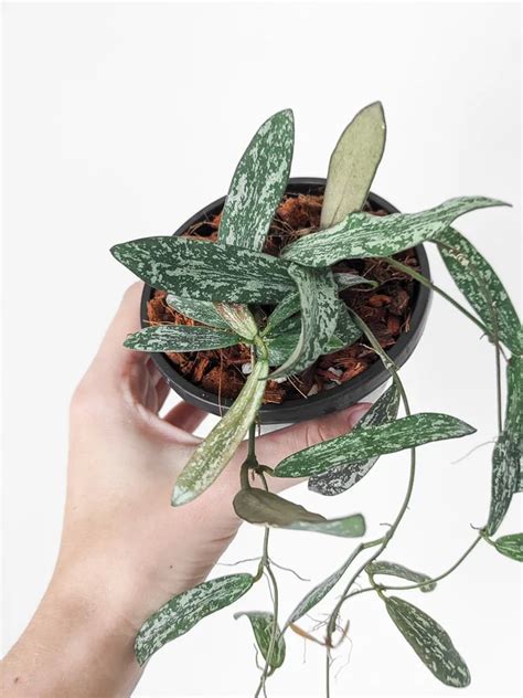 How To Grow Hoya Sigillatis By Brittany Goldwyn Live Creatively