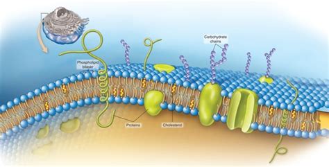 Chapter 3 Cells Flashcards Quizlet
