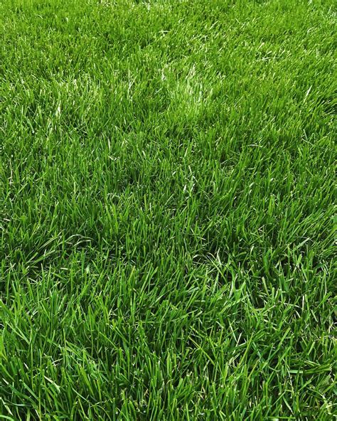 The Best Grass For Lawns Perennial Ryegrass