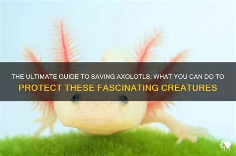 The Ultimate Guide To Saving Axolotls What You Can Do To Protect These