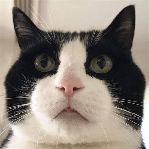 吸猫大会奶牛猫キキ 知乎