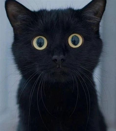 A Bewitching Basket Of Black Cat Beauties Unleashing Pawsitively Cute