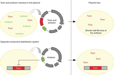 Toxin Antitoxin Based Systems Download Scientific Diagram