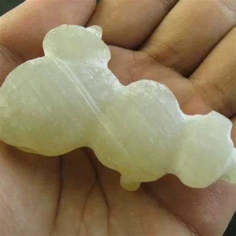 Crocodile Genital Fossil Type B1 • Healing Crystal Stones Fossilized Crocodile Genitals