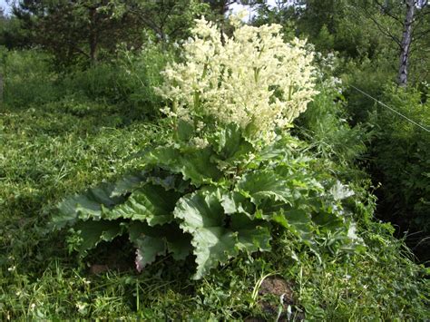 Ревень волнистый (106 фото) » НА ДАЧЕ ФОТО