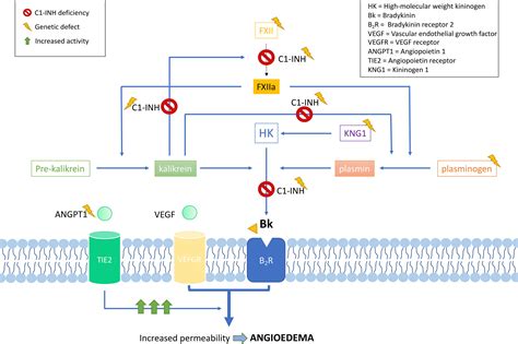 Frontiers Bradykinin Mediated Angioedema An Update Of The Genetic