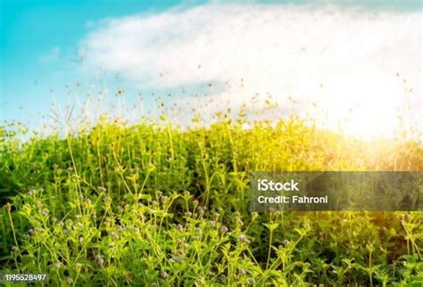 봄 시즌에 아침 햇빛과 정원에서 보라색 잔디 꽃 푸른 하늘과 흰 구름의 흐린 배경에 녹색 잎과 작은 잔디 꽃 잔디 꽃 필드입니다