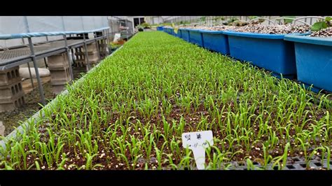 시금치 포트육묘 및 이식재배 실증 Youtube