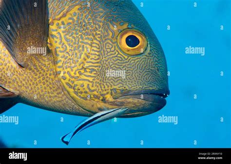 Common Cleaner Wrasse Cleaning Midnight Sea Perch Ari Atol Maldives