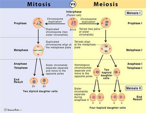 Comparing Meiosis 1 And Meiosis 2 A Venn Diagram