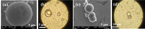 Micrographs Of Binary Blends Consisting Of Pbtpa And Pmma Sem Images