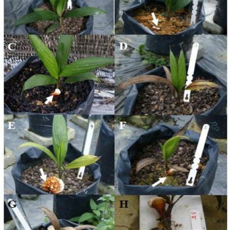 Pdf In Vitro Growth Of Ganoderma Boninense Isolates On Novel Palm Extract Medium And Virulence