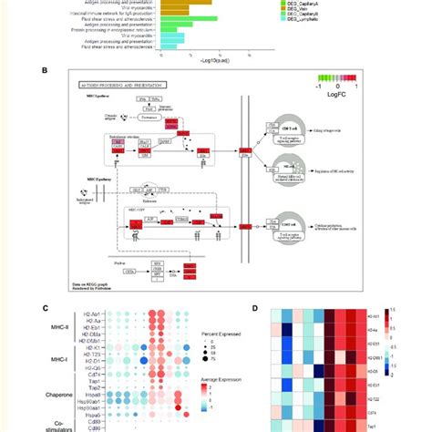 Activation Of The Antigen Processing And Presentation Pathway In Ecs In