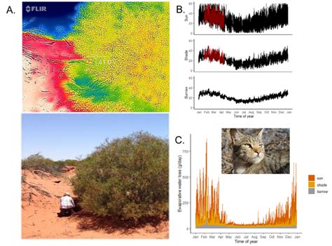 Biophysical Models Are Powerful Tools For Capturing How An Organisms Download Scientific Diagram