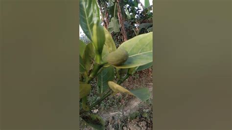 Shortsfeed Shorts Youtube