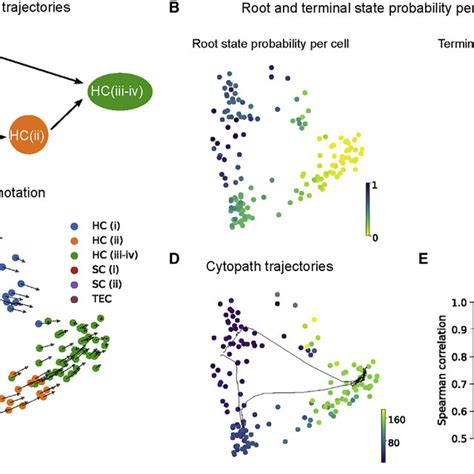 Reconstruction Of Convergent Differentiation In The Developing Neonatal Download Scientific