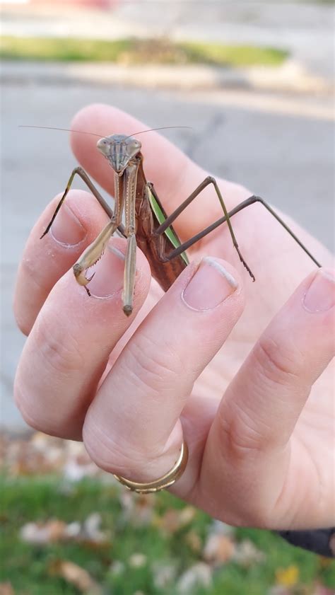 Found This Praying Mantis When We Were Talking Down Our Morning Glories