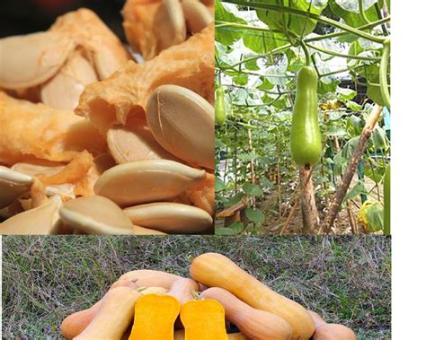 Ahuyama Mini Semillas Siembra Y Cosecha Escarola Alimentos