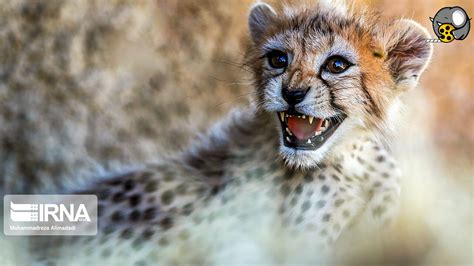 آخرین تصاویر غم انگیز از پیروز یوز پلنگ ایرانی فیلو