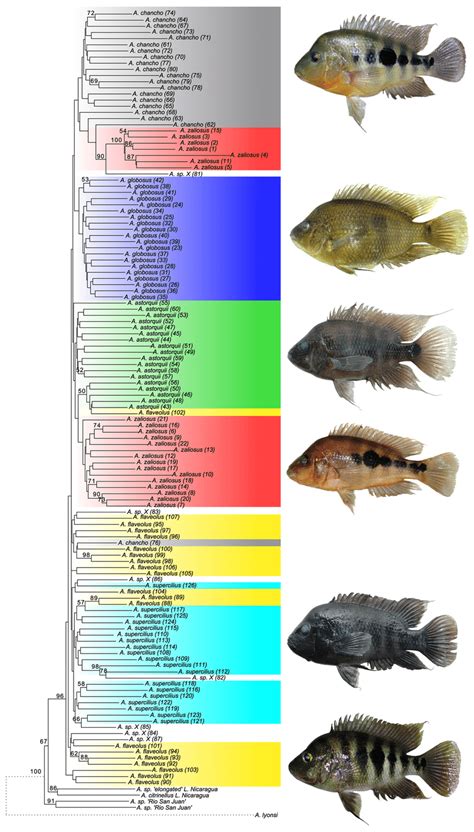 Neighbor Joining Tree Based On Link Et Al Distance Measure Using 2297