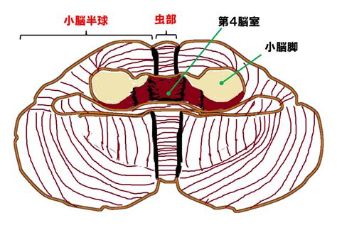 【基礎から学ぶ】小脳【解剖生理学】 Ptot国家試験対策ブログ