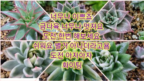 1월 12일 오늘은 꼭 재테크 할수 있어요 멋진아이들 선보여드릴게요금다육 다육 다육이 다육이키우기 은지네다육 Youtube