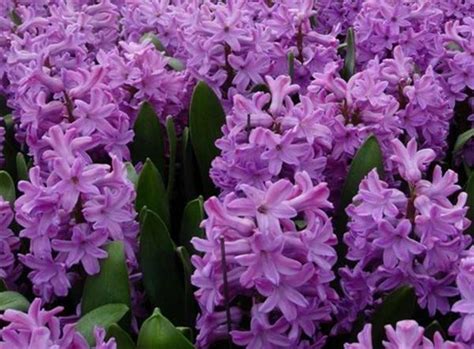 风信子图片 花百科