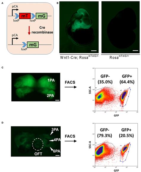 Facs Sorting Of Nccs From Mouse Embryos For Mirna Profiling A A