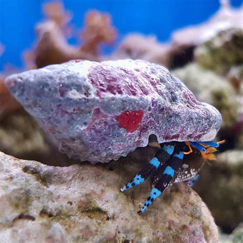 Blue Leg Hermit Crab Fragbox Corals