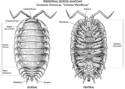 Terrestrial Isopod Anatomy Shawna Duan